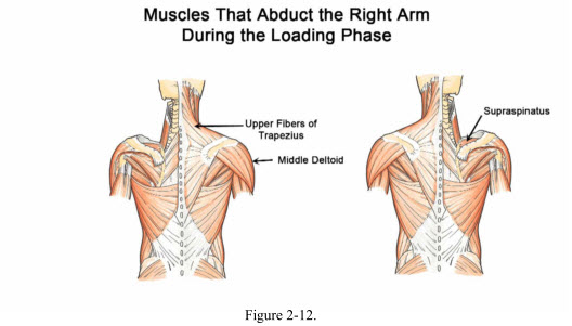 How to Swing a Baseball Bat. Backward rotation of spine. Loading Phase ...