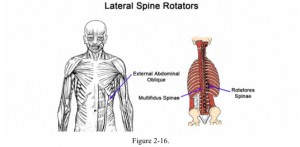 Rotational Hitting Mechanics and Muscles. Spine Rotation during loading ...