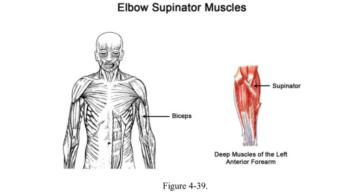 Baseball Launch Phase Muscles: shoulders & arms push and pull on the ...