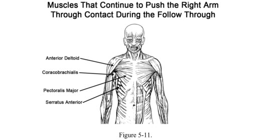 How to Hit a Baseball. The follow through. Shoulder muscles pull the ...